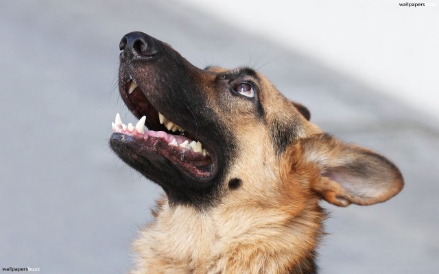 German Shepherd Looking Up - 1920x1200 Wallpaper - teahub.io