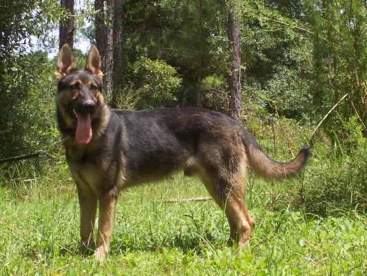 Jarman Safed Dog - Cute Puppy Images Download - 1472x920 Wallpaper ...
