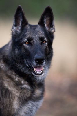 German Shepherd, Dog, Large, Grey, Animal, Nature, - Grey German ...