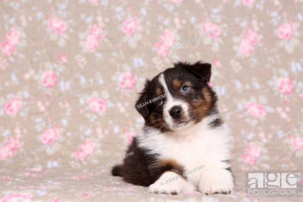 Australian Shepherd - Miniature Australian Shepherd - 1049x699 ...