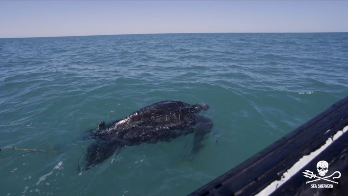 Sea Shepherd - 1920x1080 Wallpaper - teahub.io