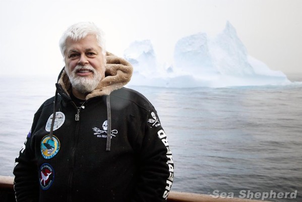 Sea Shepherd Wallpaper - 1400x1050 Wallpaper - teahub.io