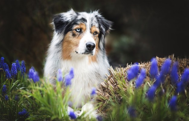 Australian Shepherd Wallpaper - 2560x1600 Wallpaper - teahub.io