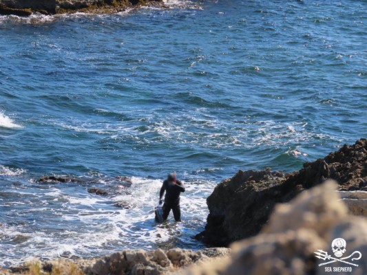 Sea Shepherd - 1920x1080 Wallpaper - teahub.io