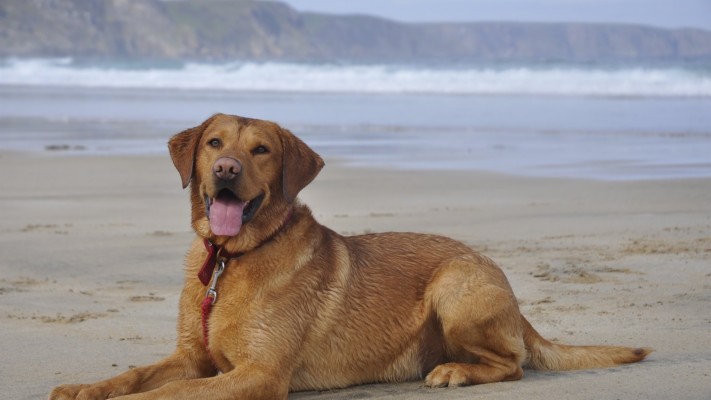 Labrador Retriever, Lying Down, Beach, Sand, Dogs - Labrador Lying Down ...