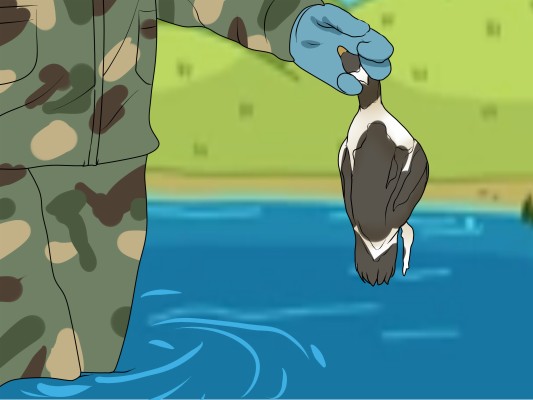 Duck Hunting Laptop Background - 1920x1080 Wallpaper - teahub.io