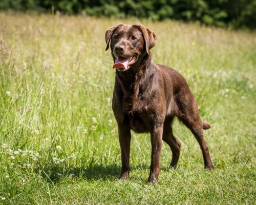 Labrador Retriever Chocolate Brown - 1280x1024 Wallpaper - teahub.io