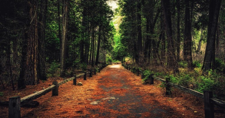 Nature Pathway - 4096x2160 Wallpaper - teahub.io