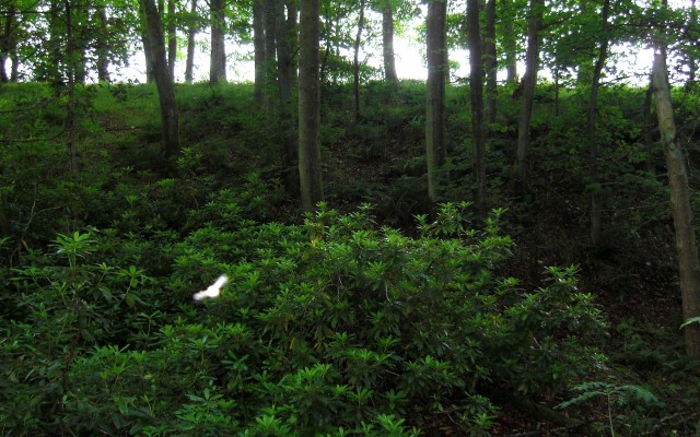 Wonderful Wallpapers - Old-growth Forest - 2592x1944 Wallpaper - teahub.io