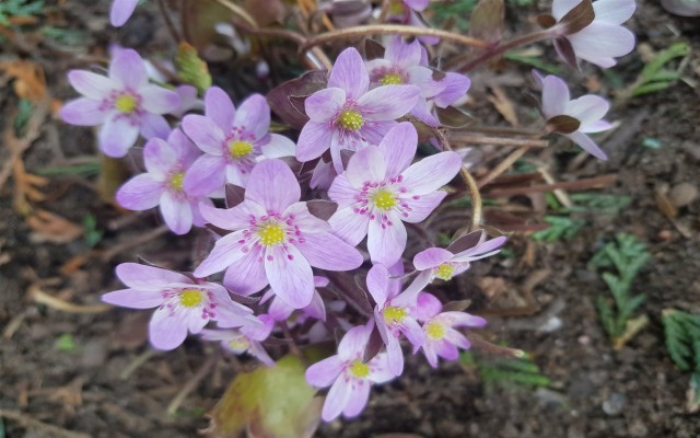 Tommie Crocus - 3840x2400 Wallpaper - teahub.io