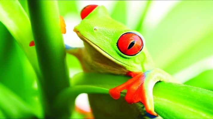 Beautiful Tree Frog Wallpaper - 4k Wallpaper Frog - 3840x2160 Wallpaper ...