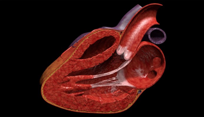 Wallpaper High Quality - 3 D Human Heart - 1555x895 Wallpaper - teahub.io