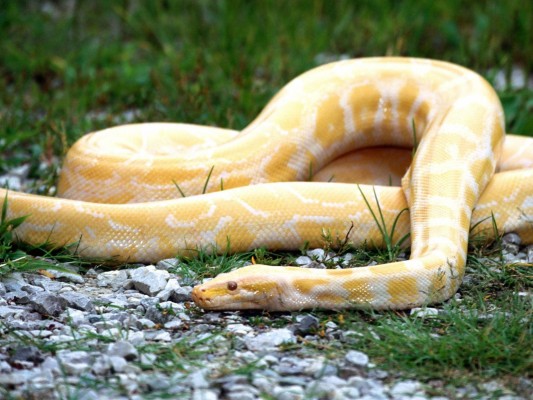 Albino Burmese Python - 1600x1200 Wallpaper - teahub.io