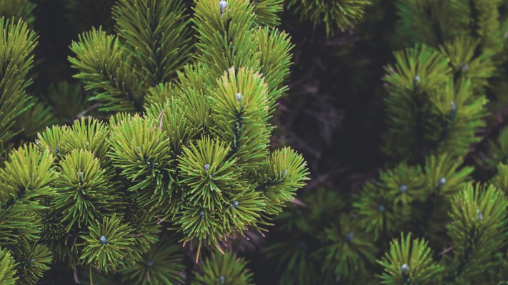 Evergreen Tree - 3840x2160 Wallpaper - teahub.io