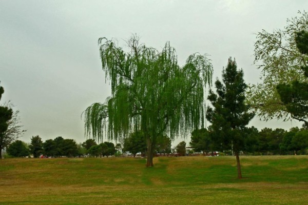 Pink Landscaping Weeping Willow Tree - 800x600 Wallpaper - teahub.io