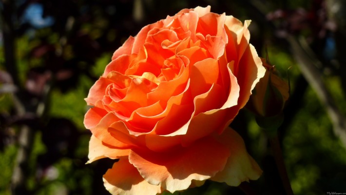 Hybrid Tea Rose - 800x600 Wallpaper - teahub.io