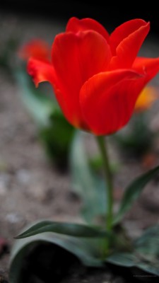 Moto Z Force Wallpaper - 1024x768 Wallpaper - teahub.io