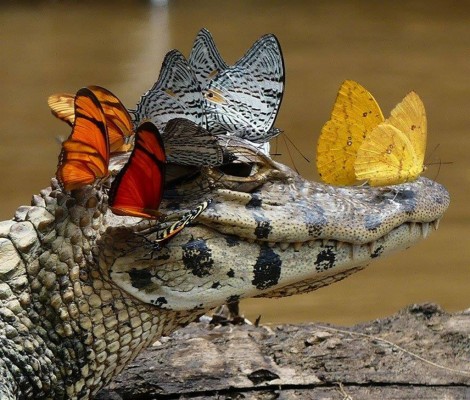 Crocodile Butterflies - 1024x870 Wallpaper - teahub.io