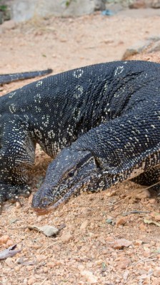 Comodo Dragon, Varanus Salvator, South Asia, Lizard, - Varanus Salvator ...