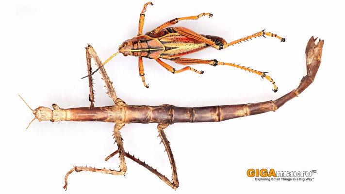 Walking Stick Insect - 1920x1080 Wallpaper - teahub.io