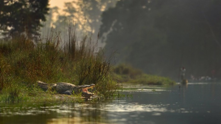 Hd Wallpapers Of Chitwan National Park - 1280x720 Wallpaper - teahub.io