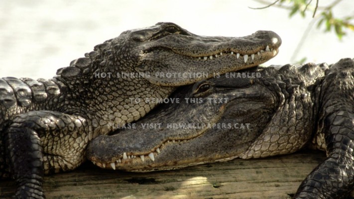 Croc, Crocodile, Saltwater, Animal, Wild, Nature, Reptile, - Meth ...