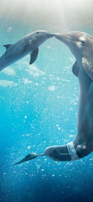 Hd Dolphin Tale 2 Wallpaper - 3840x2160 Wallpaper - teahub.io