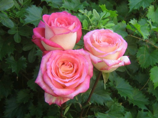 Three Beautiful Pink Roses - Three Of Pink Roses - 1600x1200 Wallpaper ...