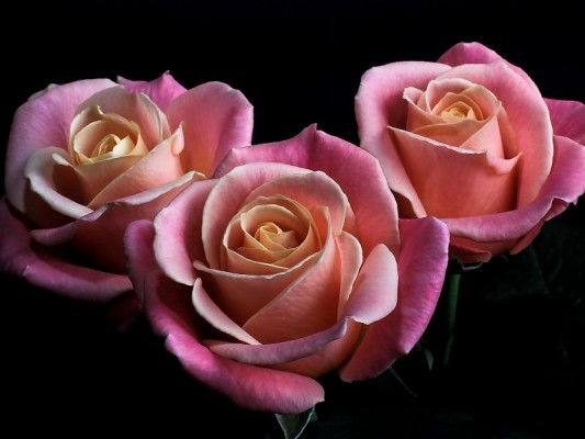 Beautiful Pink Roses *** Wallpaper - Best Friend Birthday Wishes With ...
