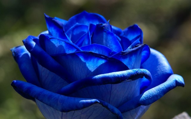 Do Blue Roses Exist - 1920x1200 Wallpaper - teahub.io