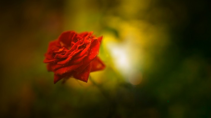 Hd Wallpapers Rose Digital - 3840x2160 Wallpaper - teahub.io