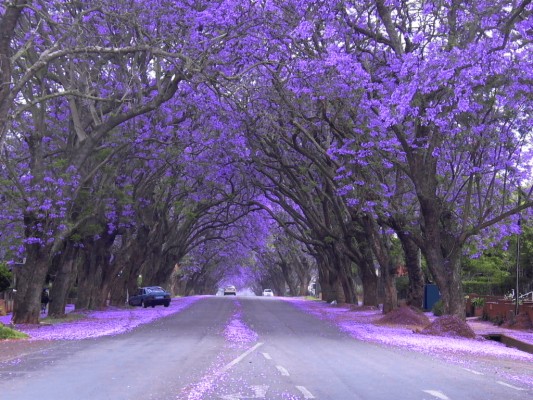 Jacaranda Tree Mexico City - 1024x768 Wallpaper - teahub.io