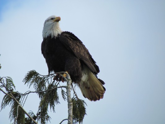 Eagle Full Hd Pictures On Tree - Bald Eagle - 1600x1200 Wallpaper ...