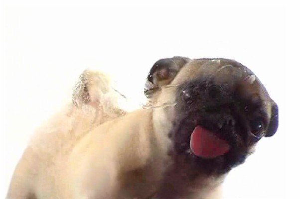 Pug Licking Screen - 1280x720 Wallpaper - teahub.io