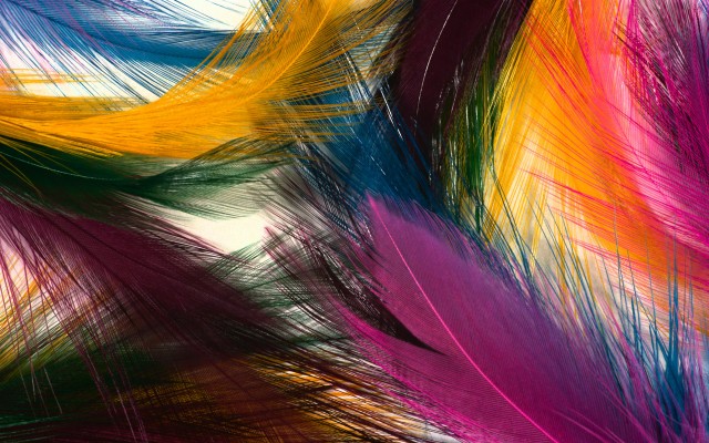 Beautiful Feathers Hd - 1920x1200 Wallpaper - teahub.io