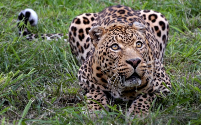 African Leopard - Amazing Wildlife Pictures Hd - 2560x1600 Wallpaper ...
