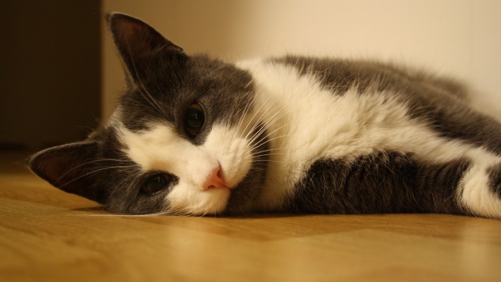 Sweet Cat - 1920x1200 Wallpaper - teahub.io