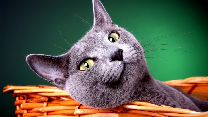 Cat Hd Wallpaper - Cats Full Hd - 1920x1080 Wallpaper - teahub.io