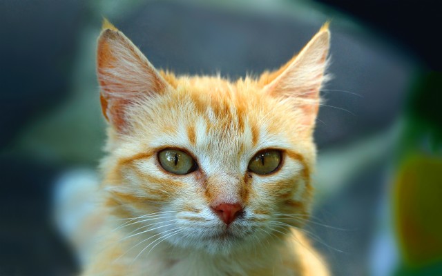 Sweet Cat - 1920x1200 Wallpaper - teahub.io