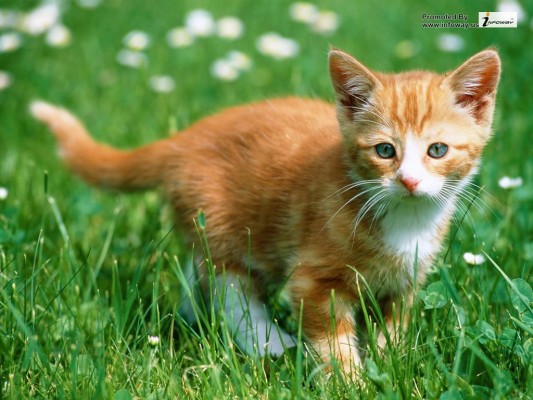Indian Cat Images Hd - 1024x768 Wallpaper - teahub.io