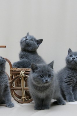 British Shorthair Wallpaper Iphone - 640x960 Wallpaper - teahub.io