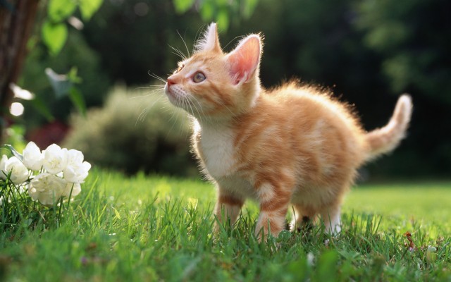 Sweet Kitty - Kittens Nature - 1280x800 Wallpaper - teahub.io