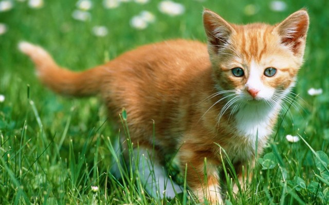 Cat Kid - 1280x800 Wallpaper - teahub.io Cat Kid - 1280x800 Wallpaper - teahub.io