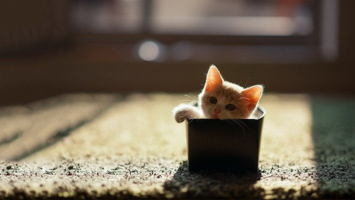 Cute Little Cat - 1600x900 Wallpaper - teahub.io