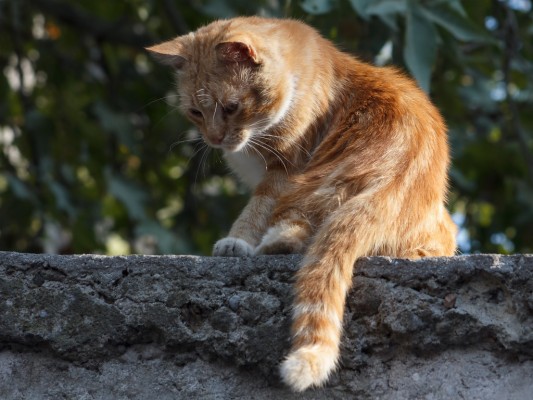 Squitten - 1600x1200 Wallpaper - teahub.io