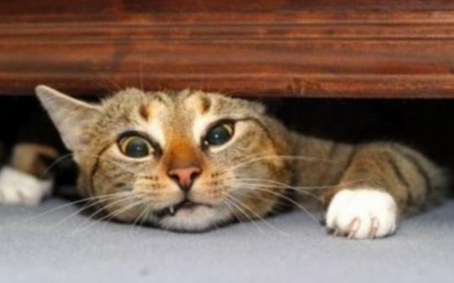 Funny Growth Mindset Memes - 1280x800 Wallpaper - teahub.io