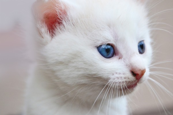 Cute White Baby Kitten Hd Wallpapers 1920x1280p - Cute White Cat With ...