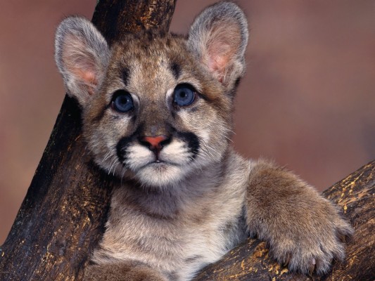 Baby Cougar - 1024x768 Wallpaper - teahub.io