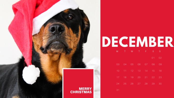 December Calendar - Companion Dog - 1920x1080 Wallpaper - teahub.io
