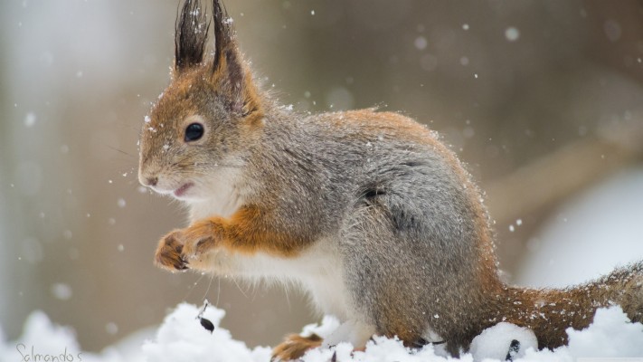Full Hd Squirrel Images Hd - 3840x2160 Wallpaper - teahub.io